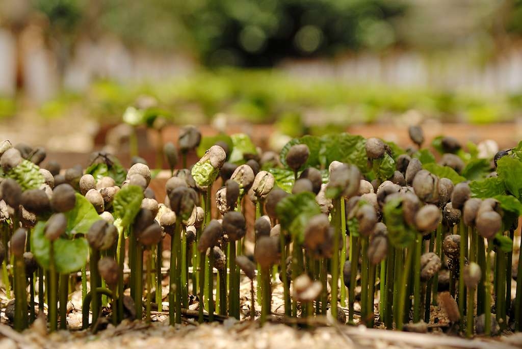 Alle Kaffeesorten und Kaffeearten im Überblick | RAUWOLF